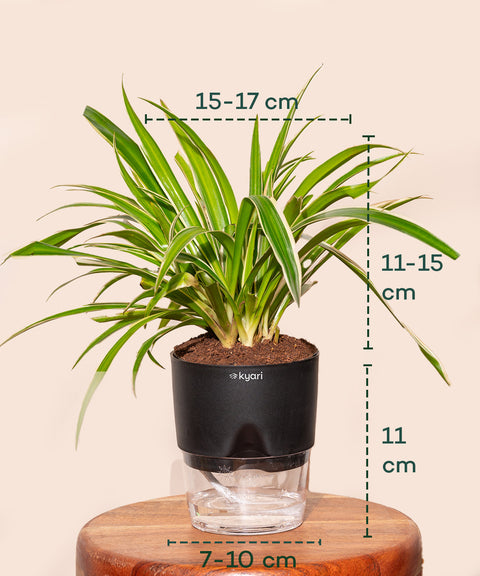Buy Spider Plant with Self Watering Pot Online in India – Kyari.co