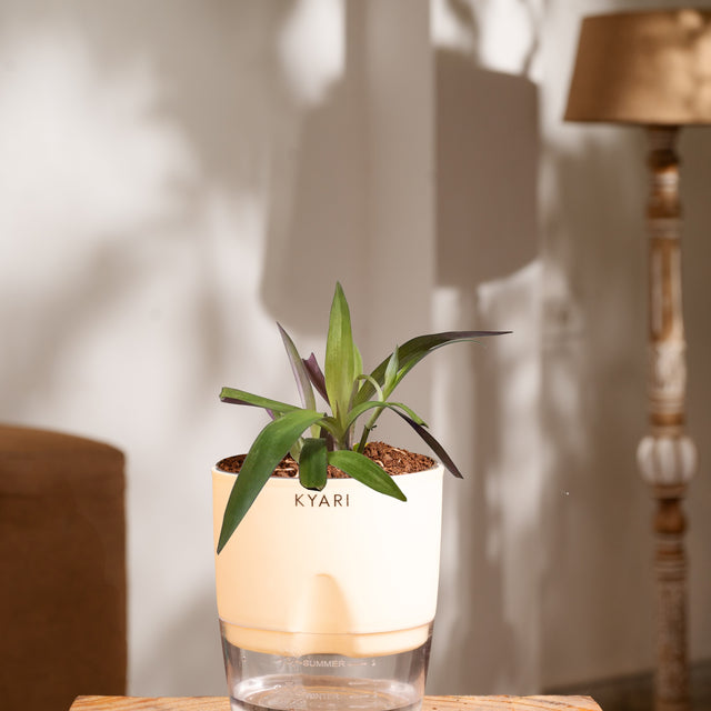 Buy Spider Plant with Self Watering Pot Online in India – Kyari.co
