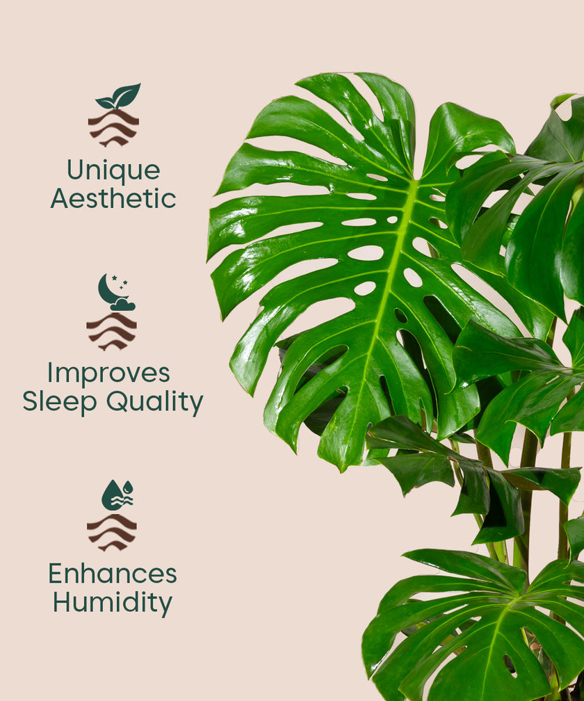 Monstera Deliciosa with Extra Large Metal Self Watering Pot – Kyari.co