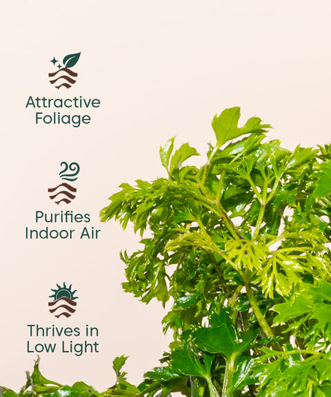 Buy Aralia Green Plant with Self Watering Pot | Kyari – Kyari.co