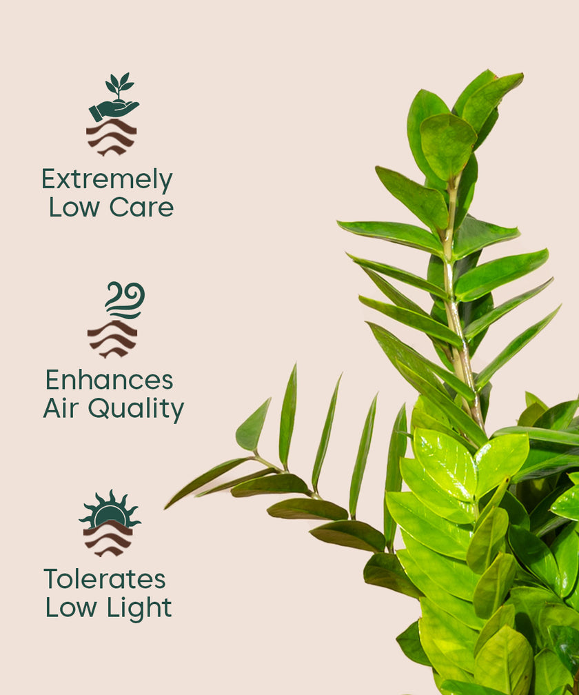 ZZ Green with Extra Large Self Watering Pot – Kyari.co