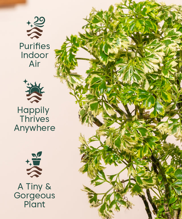 Aralia Variegated Plant With Self Watering Pot – Kyari.co