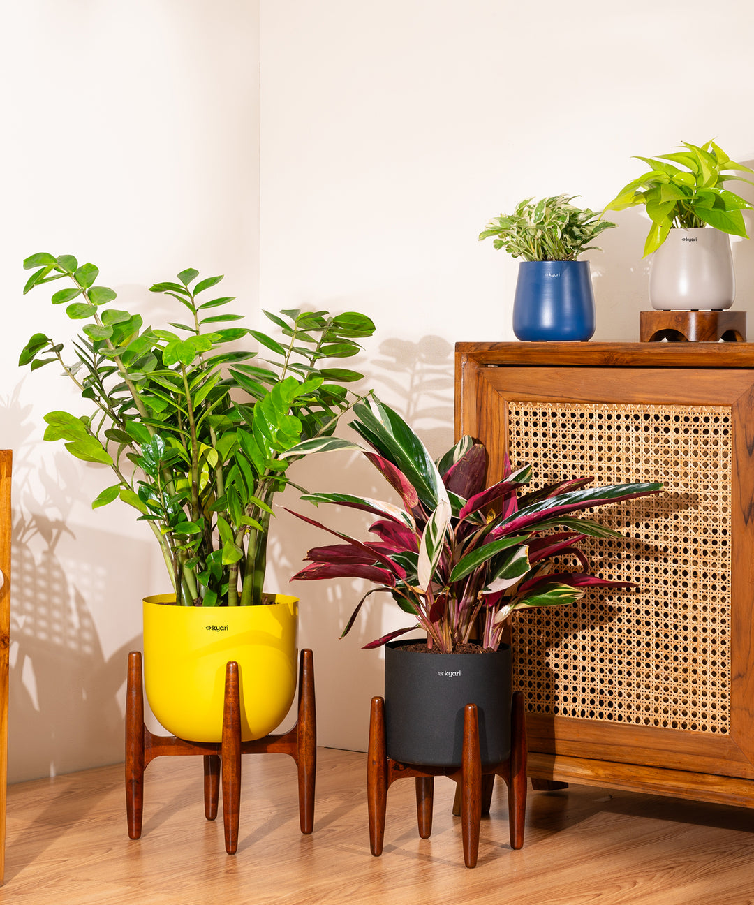 ZZ Green with Extra Large Self Watering Pot – Kyari.co