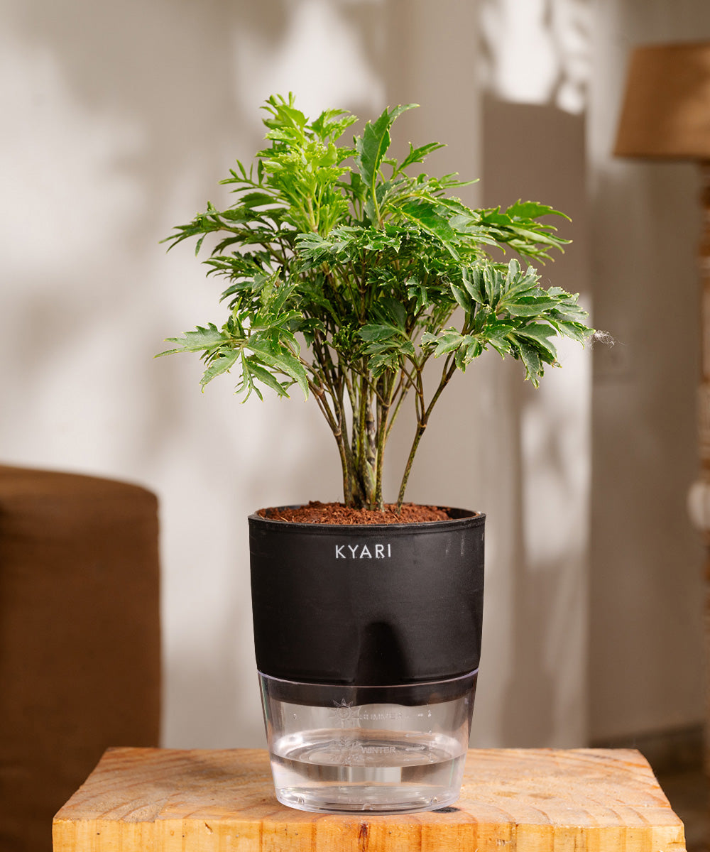 Buy Aralia Green Plant with Self Watering Pot | Kyari – Kyari.co
