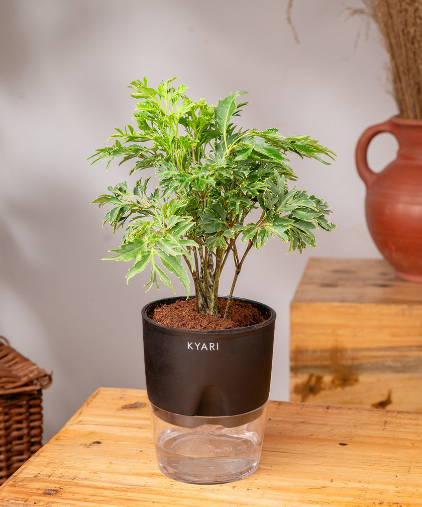 Buy Aralia Green Plant with Self Watering Pot | Kyari – Kyari.co