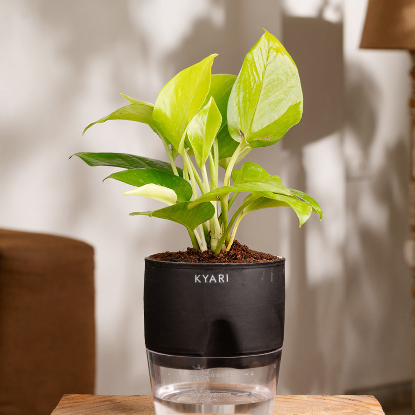 Build your own bundle – Kyari.co