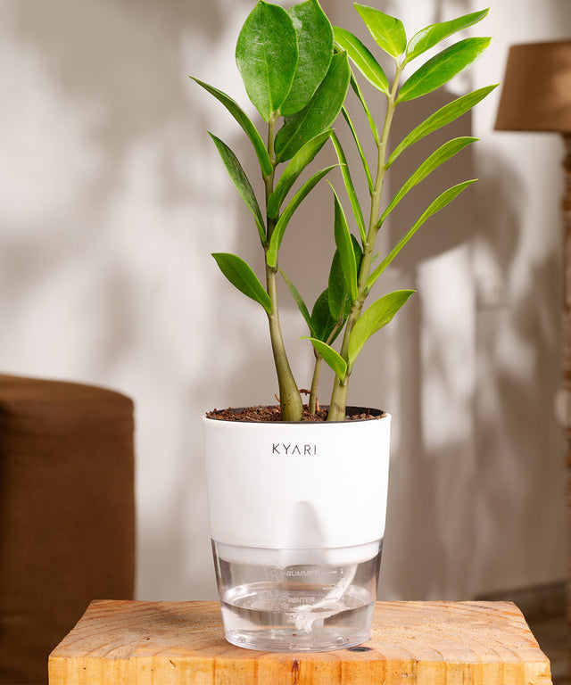 Buy the Best Creativity Boosting Plants Online | Kyari – Kyari.co