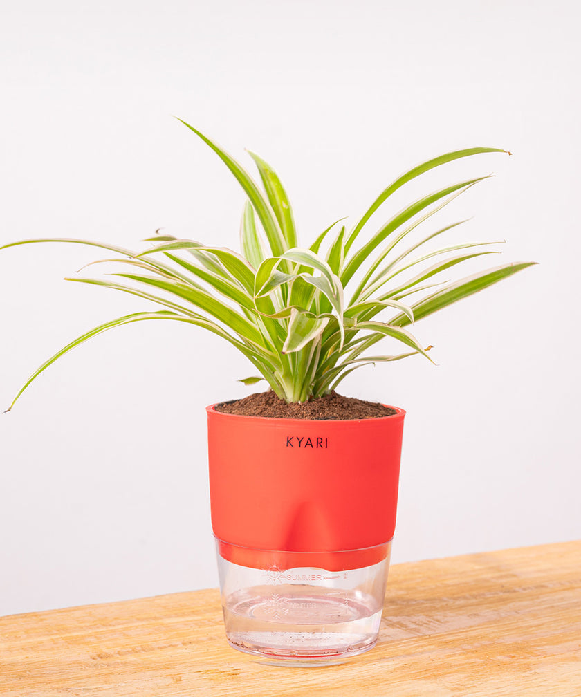 Buy Spider Plant with Self Watering Pot Online in India – Kyari.co