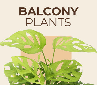 Buy Beautiful Balcony Plants Online | Kyari