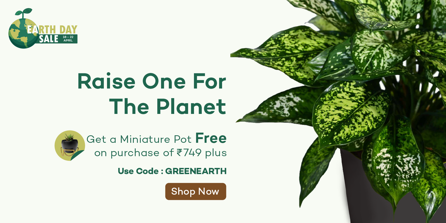 Collection: Save Big on combos