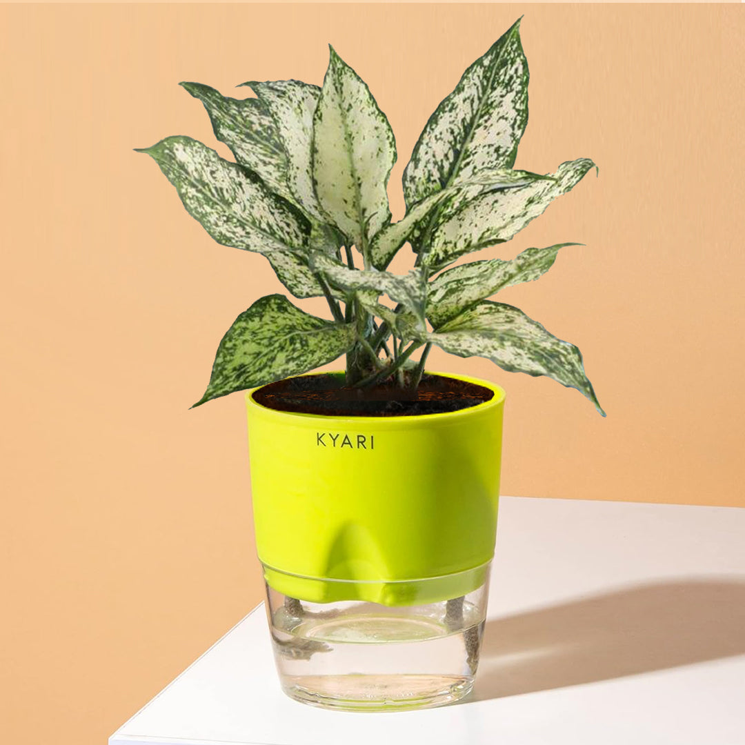 Aglaonema Snow White Plant – Kyari.co