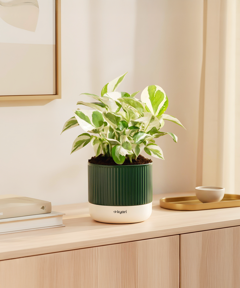 Buy Money Plant N'Joy Online - Prosperity & Beauty for Indoor – Kyari.co