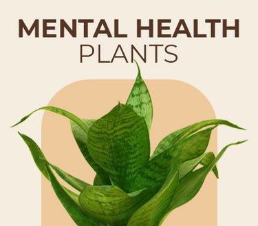Buy Indoor Plants for Mental Health Online | Kyari