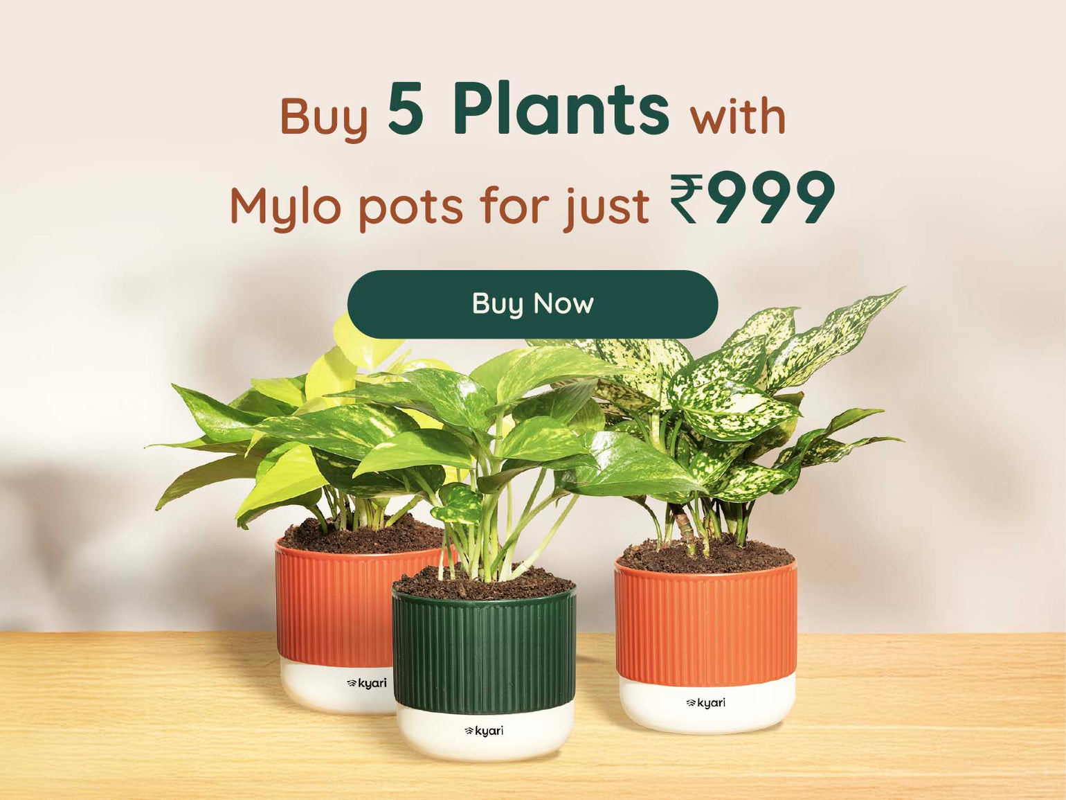 India's #1 Plant & Pots Store| As seen on Shark Tank| Kyari.co