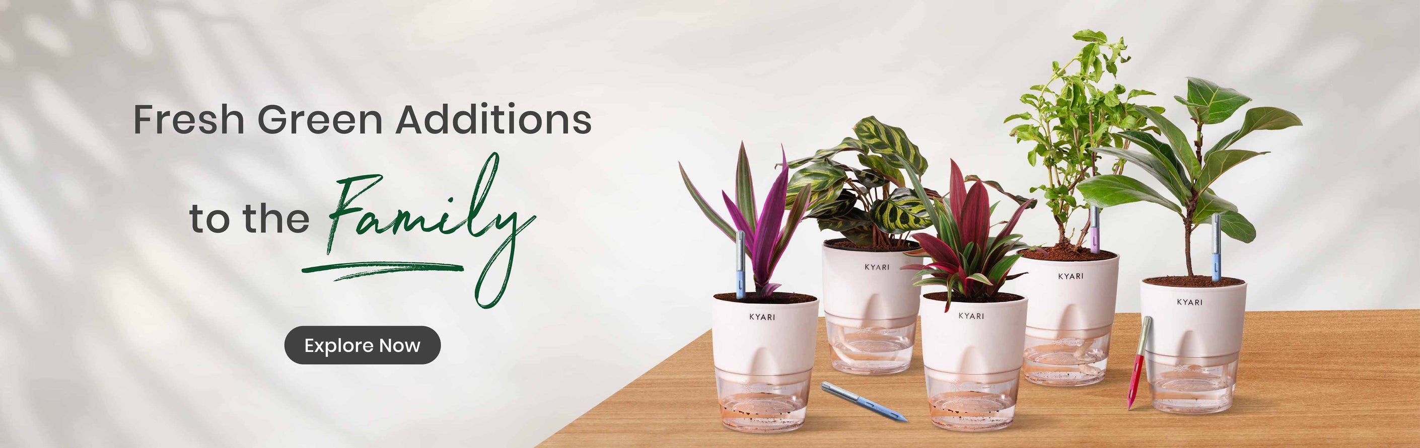 Plants and Pots Online in India at Best Prices | Kyari – Kyari.co