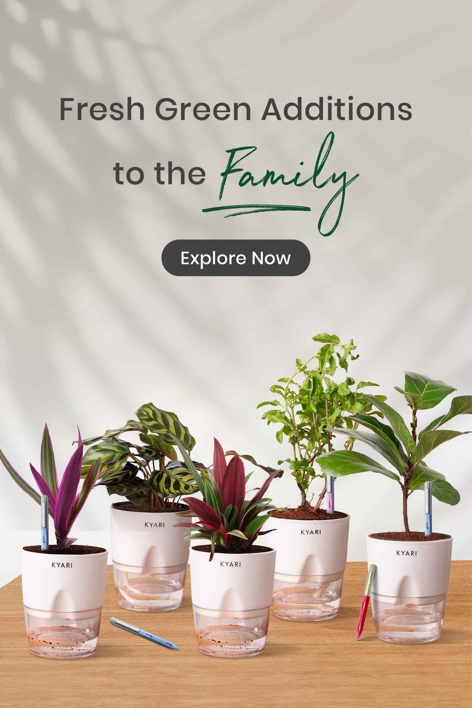 Plants and Pots Online in India at Best Prices | Kyari – Kyari.co