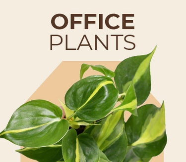 Buy Bright & Cheerful Office Table Plants Online | Kyari