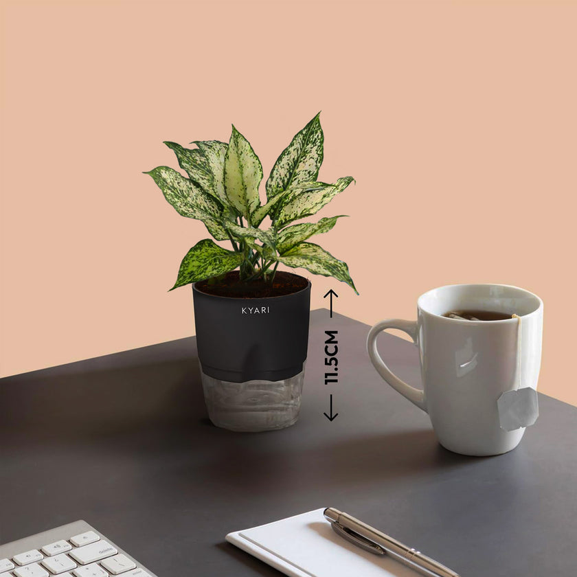 Aglaonema Snow White Plant – Kyari.co