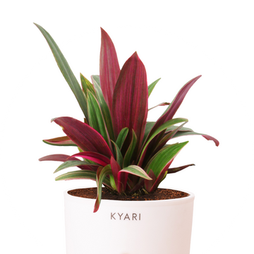Plants and Pots Online in India at Best Prices | Kyari – Kyari.co