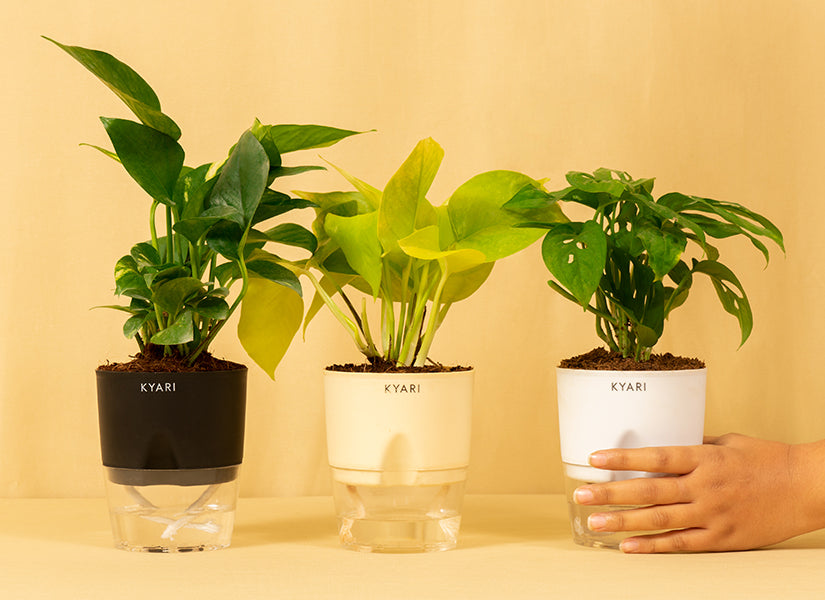 Plants and Pots Online in India at Best Prices | Kyari