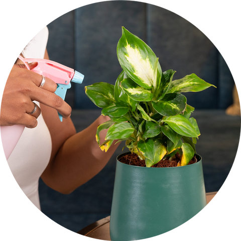 Buy Plants Online | Affordable Plants with Self-Watering Pots – Kyari.co