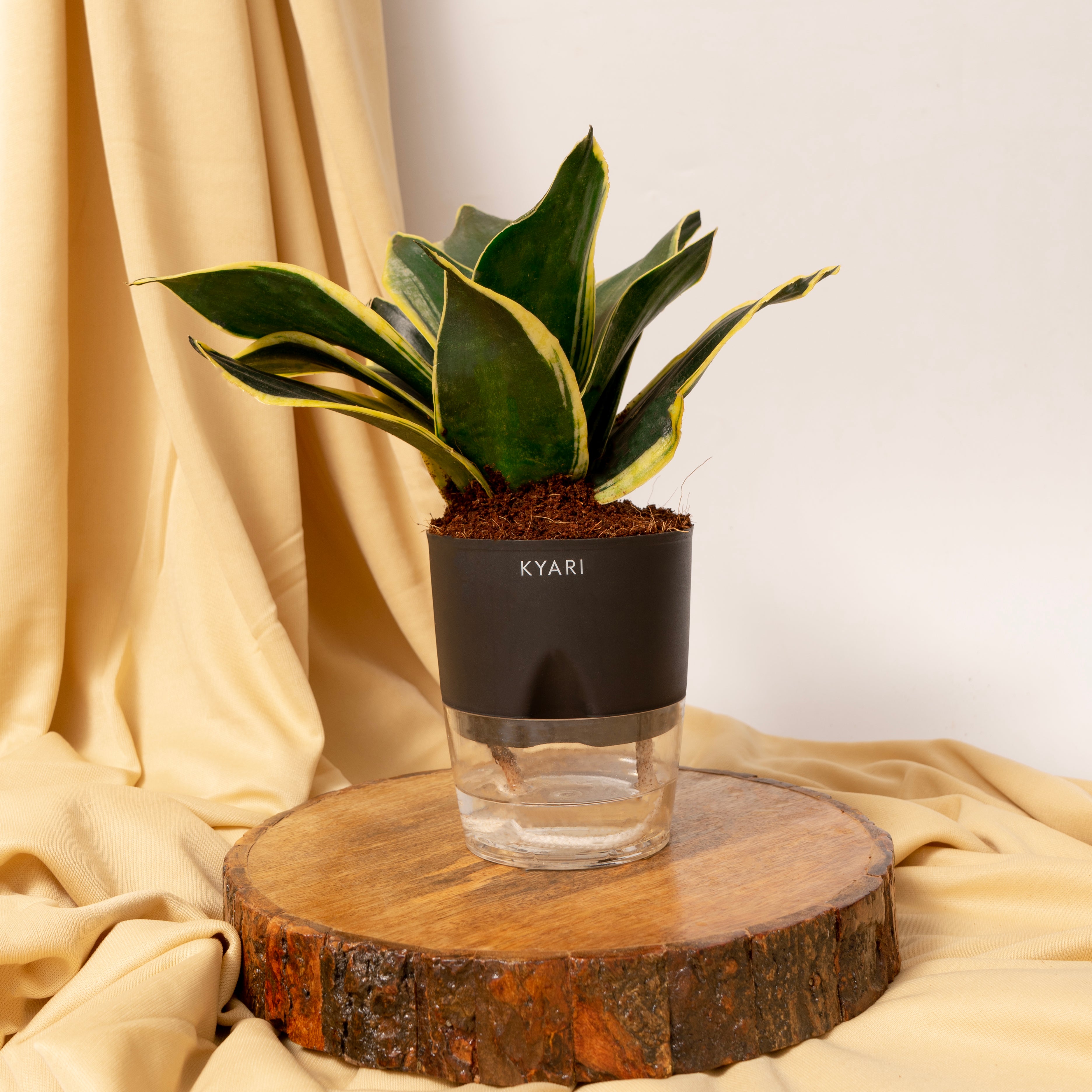 Sansevieria Golden Hahnii Snake Plant | Bird's Nest Snake Plant | Kyari ...