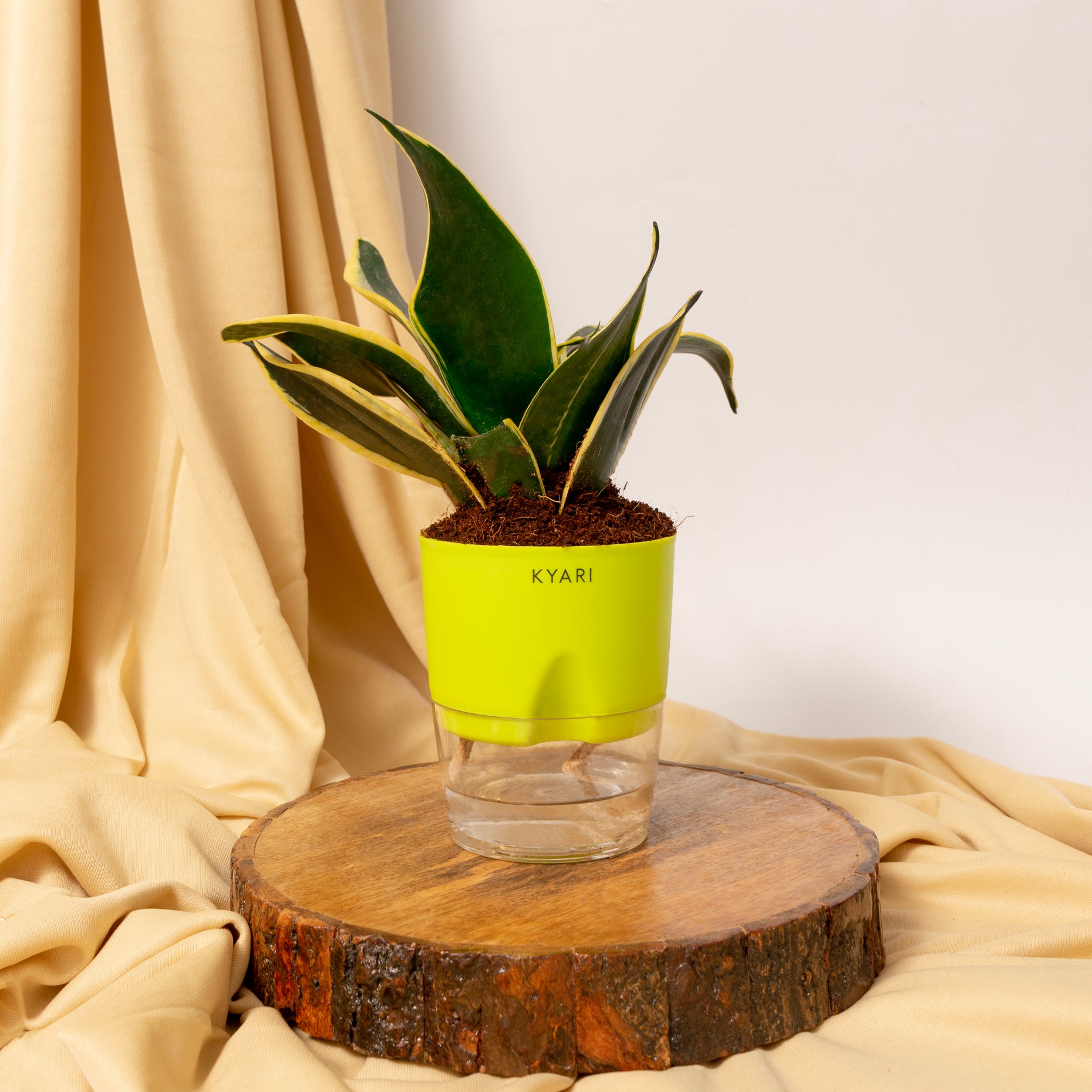 New Launch: Meet the New Leaves of Our Green Family | Kyari – Kyari.co