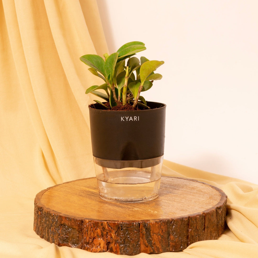 Beginners Friendly – Kyari.co