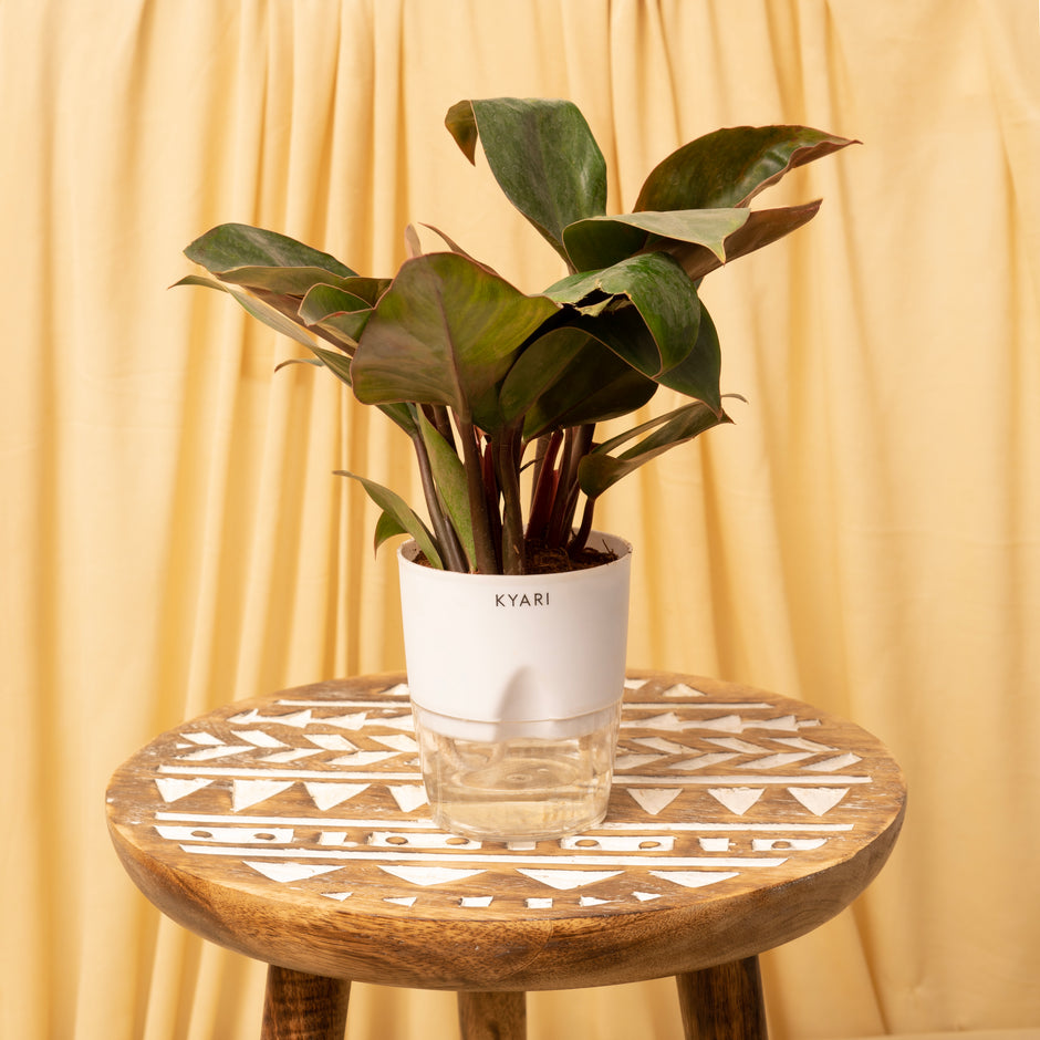 Buy the Most Beautiful Indoor Plants Online | Kyari