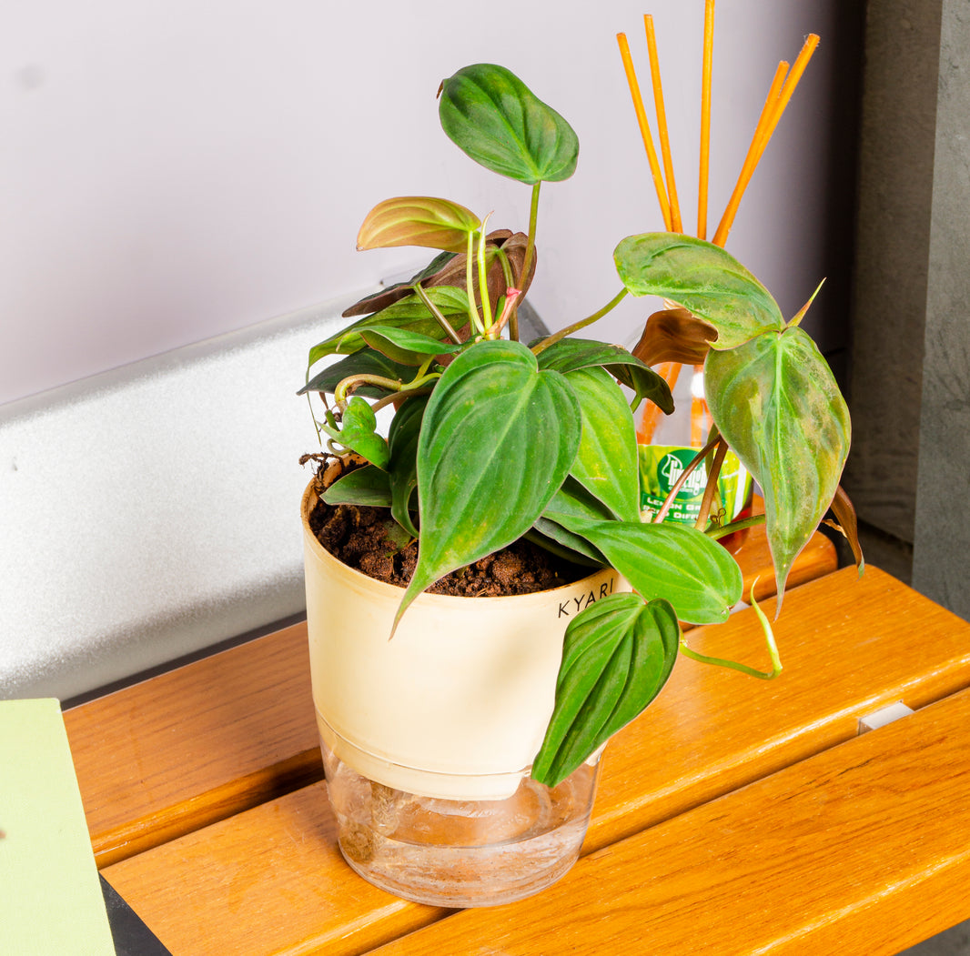 Buy Beautiful Dining Table Plants Online | Kyari