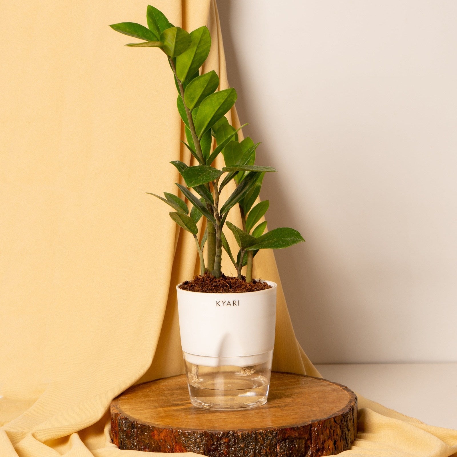 Buy Zamioculcas Zamiifolia-Zamia Plant with Self Watering Pot